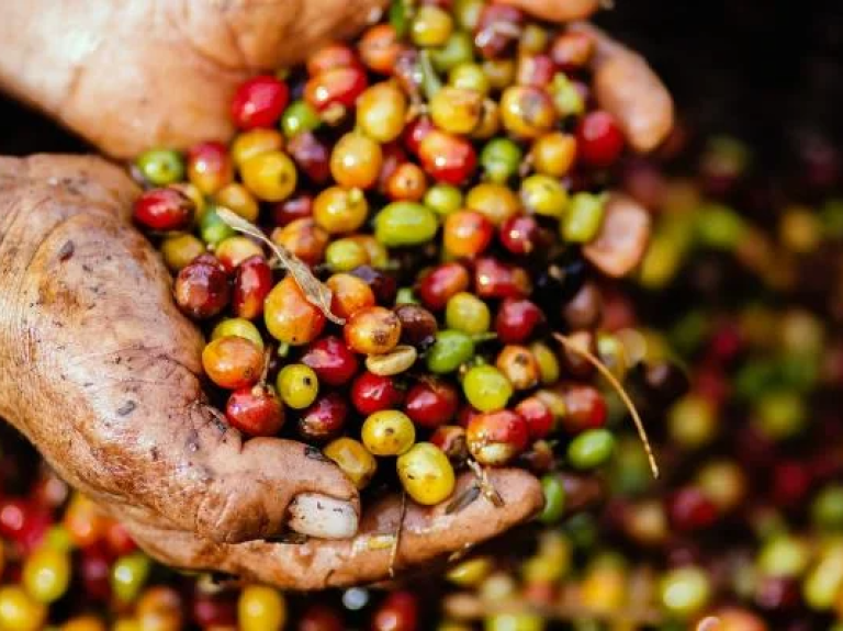 Nestlé Professional | Creative Food & Beverage Solutions